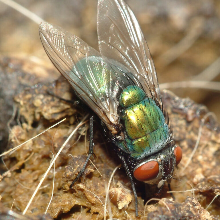 Macrofauna » Insects » Flies - SARE