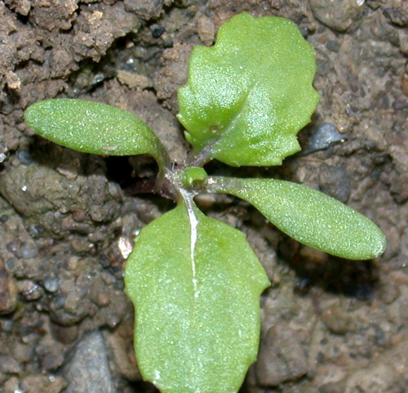 Groundsel, common - SARE