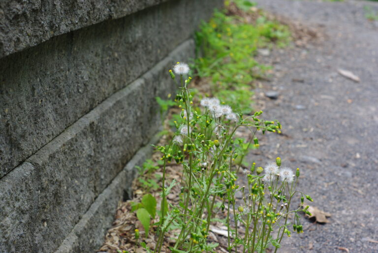 Groundsel, common - SARE