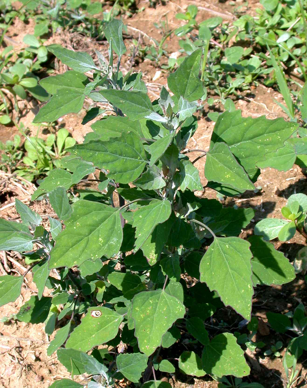 Lambsquarters, common - SARE