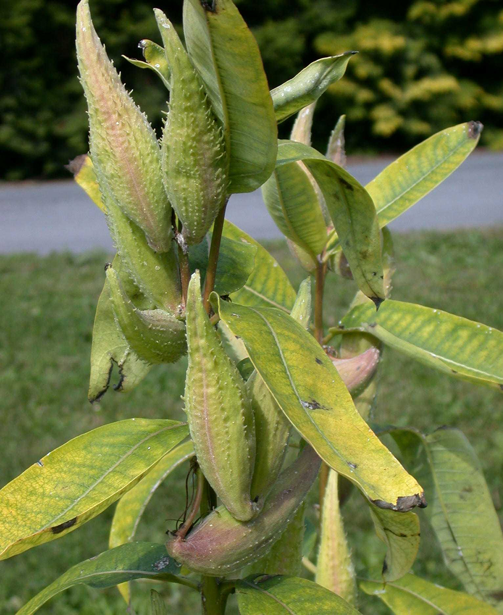 Swamp Milkweed Leaves