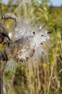 Milkweed, common - SARE