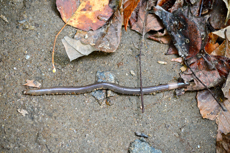 Macrofauna » Non-Arthropods - SARE