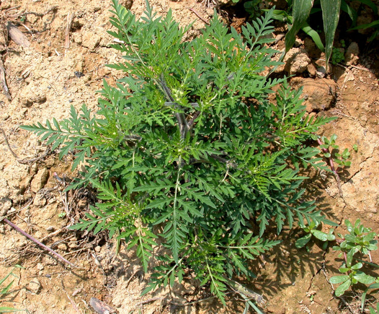 Ragweed, common - SARE