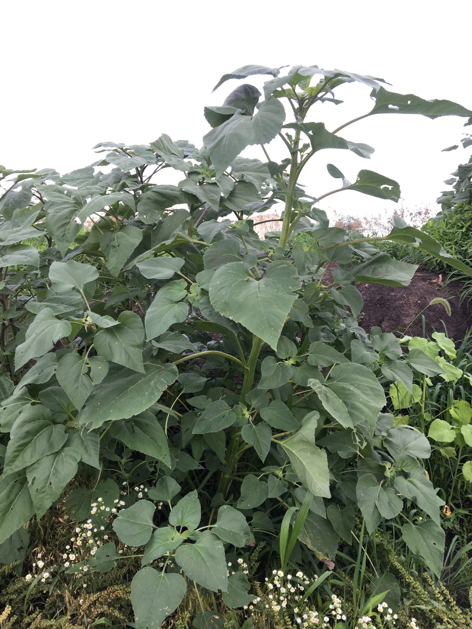 Sunflower, common - SARE