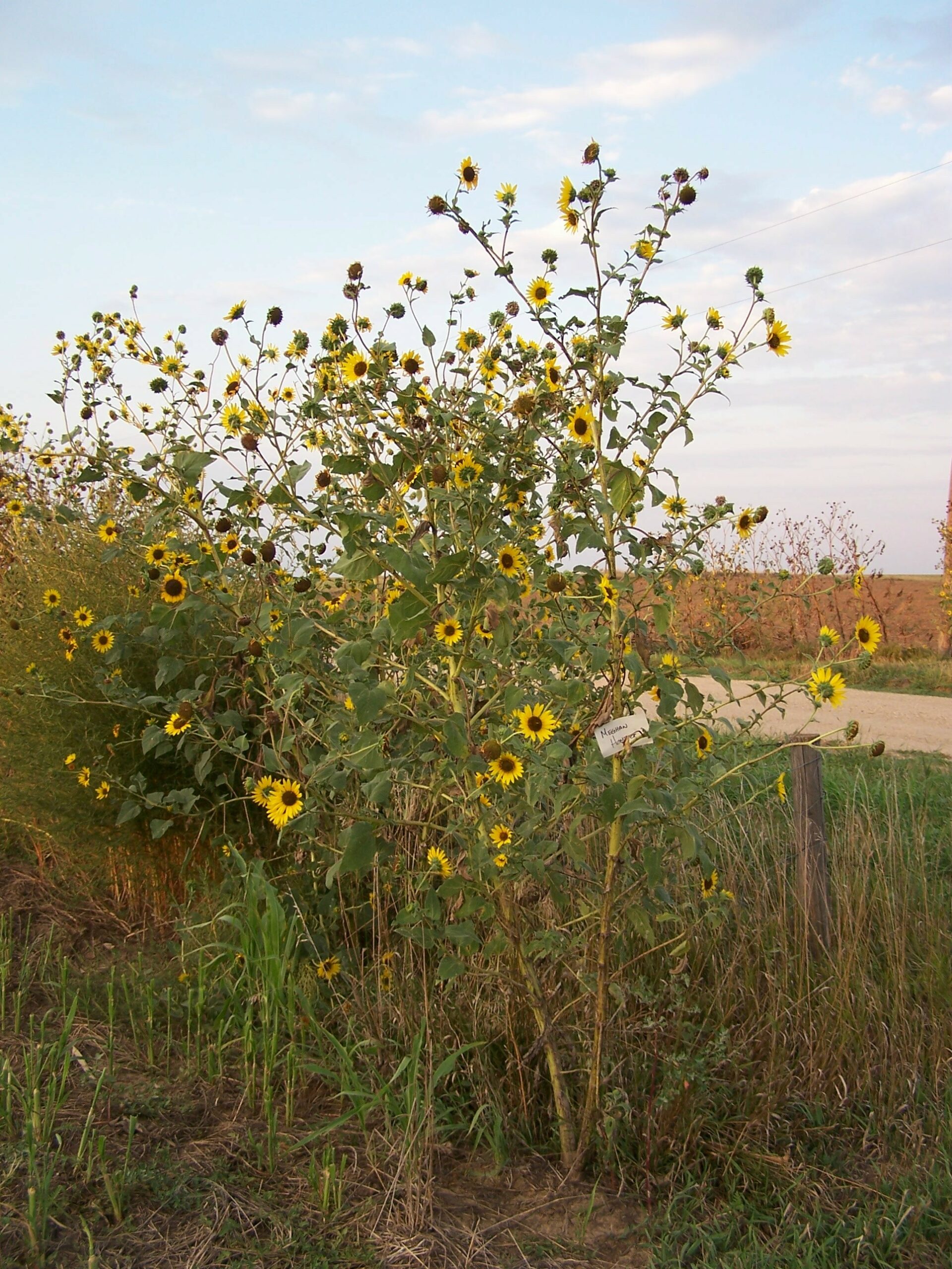Sunflower, common - SARE