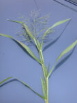 Fall Panicum - SARE