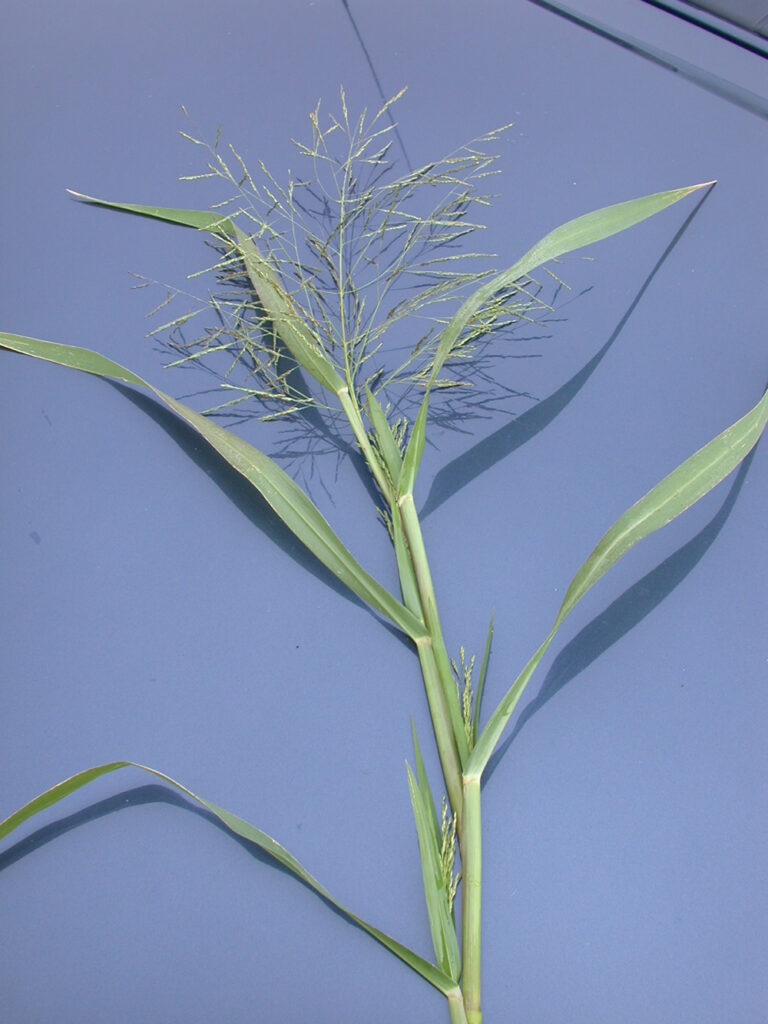 Fall Panicum - SARE