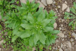 Field Pennycress - SARE