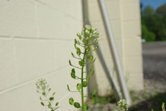 Field Pennycress - SARE