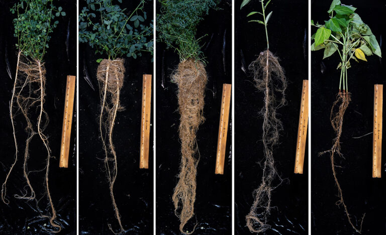 Ch 10. Cover Crops - SARE