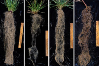 Ch 10. Cover Crops - SARE