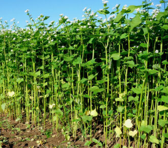 Ch 10. Cover Crops - SARE