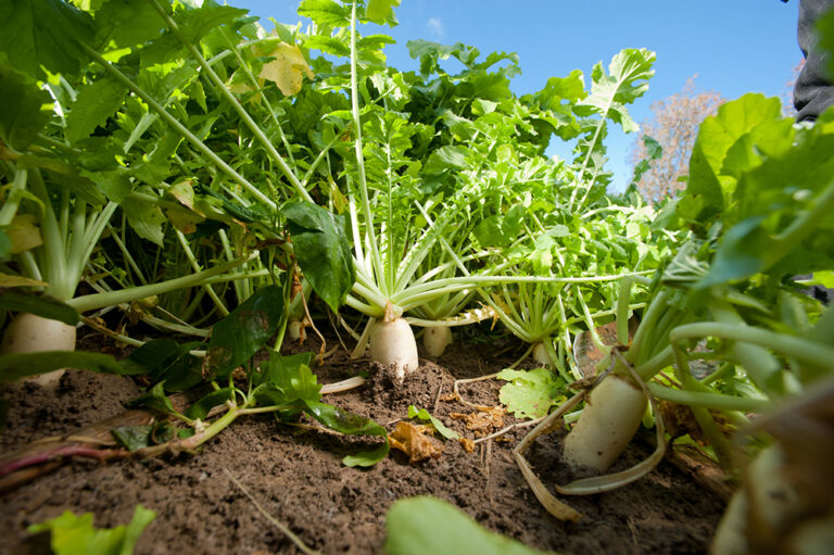 Ch 10. Cover Crops - SARE