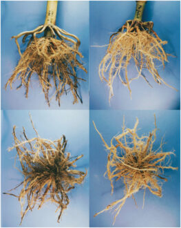 Ch 11. Diversifying Cropping Systems - SARE