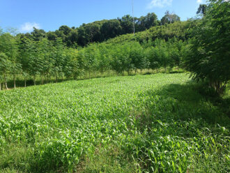 Ch 11. Diversifying Cropping Systems - SARE