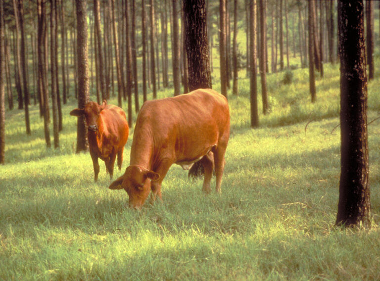 Ch 11. Diversifying Cropping Systems - SARE