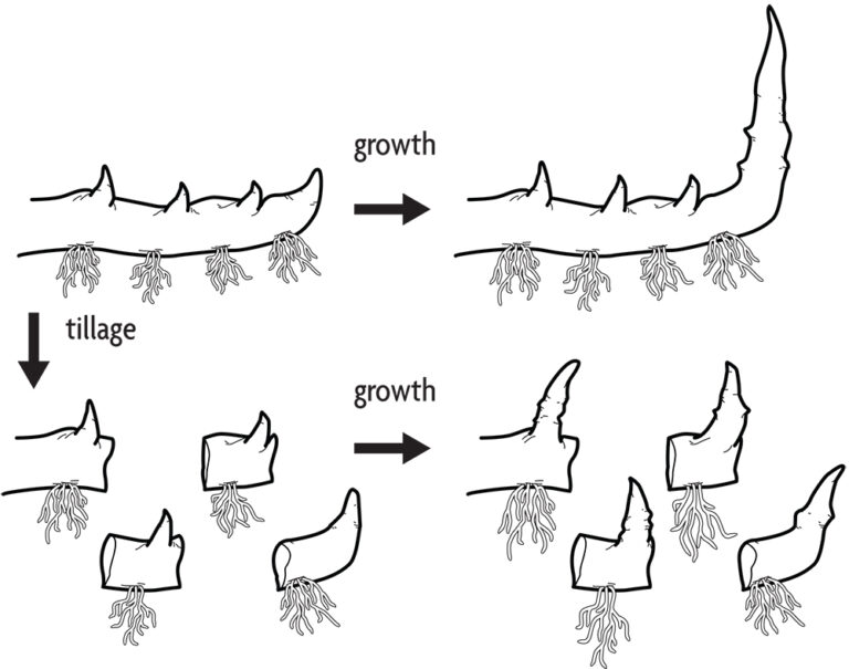 Ch 2. How to Think About Weeds - SARE