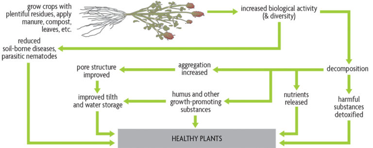 Ch 2. What Is Organic Matter and Why Is It So Important - SARE