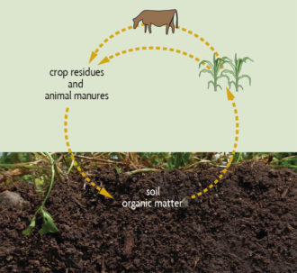 Ch 2. What Is Organic Matter and Why Is It So Important - SARE