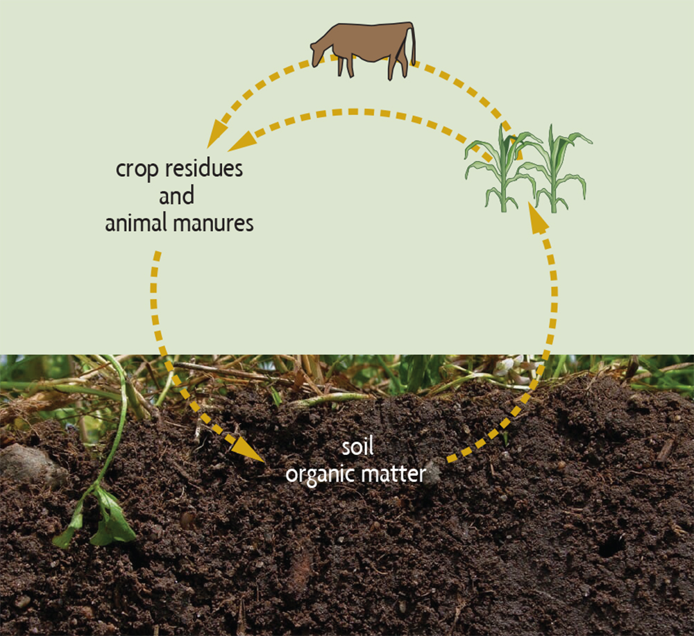 2 2 Why Soil Organic Matter Is So Important Geosciences LibreTexts