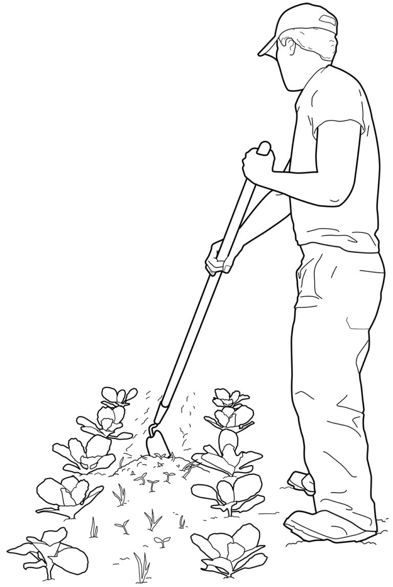 Ch 4. Mechanical and Other Physical Weed Management - SARE