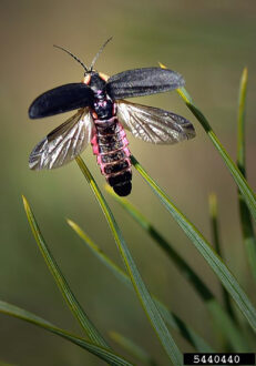 Macrofauna » Insects » Beetles - SARE