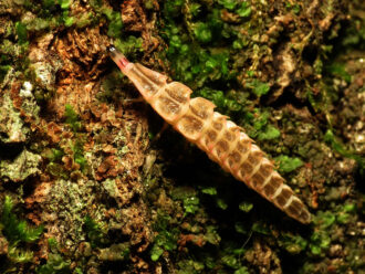 Macrofauna » Insects » Beetles - SARE