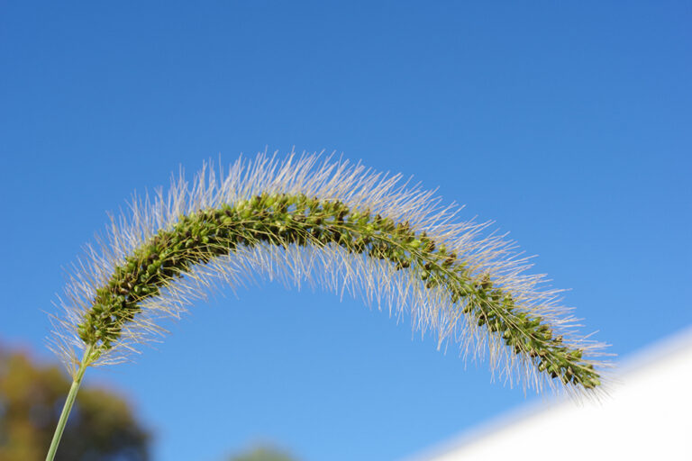 Foxtails - SARE