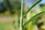 Goosegrass - SARE