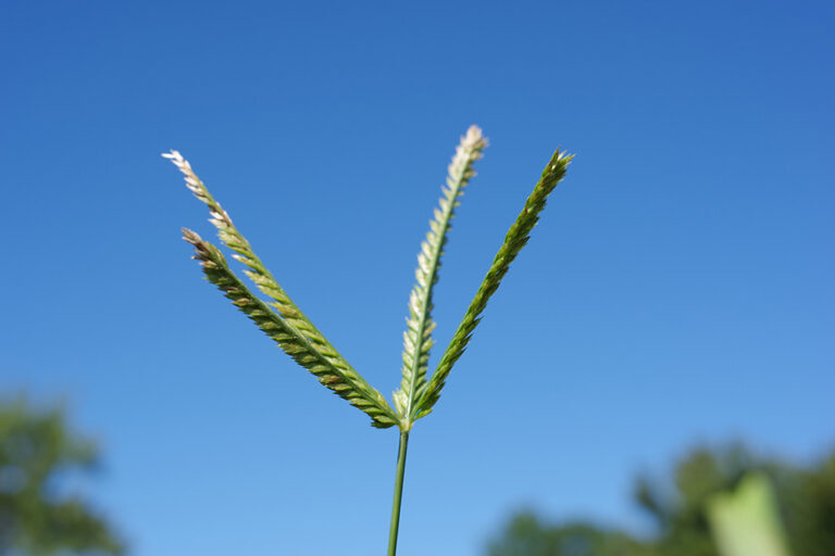 Goosegrass - SARE