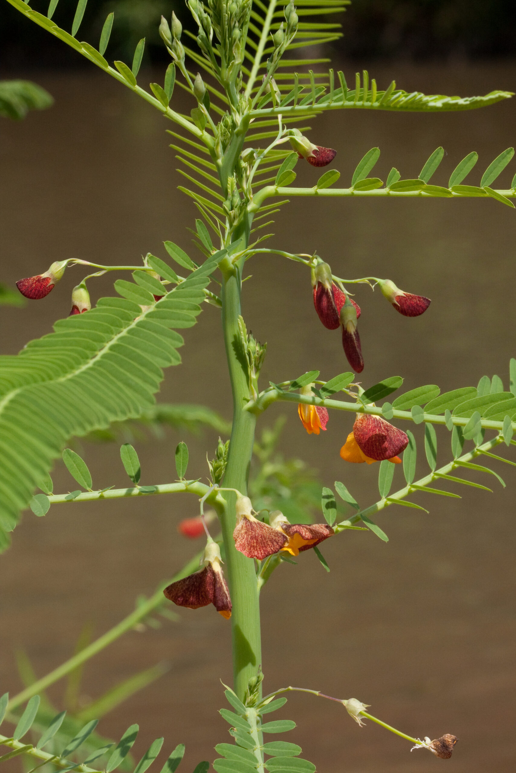 Hemp Sesbania - SARE
