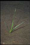 Italian Ryegrass - SARE