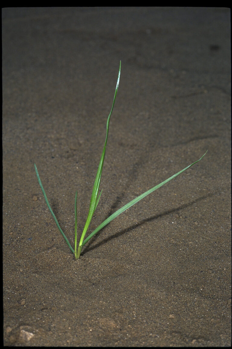 Italian Ryegrass - SARE