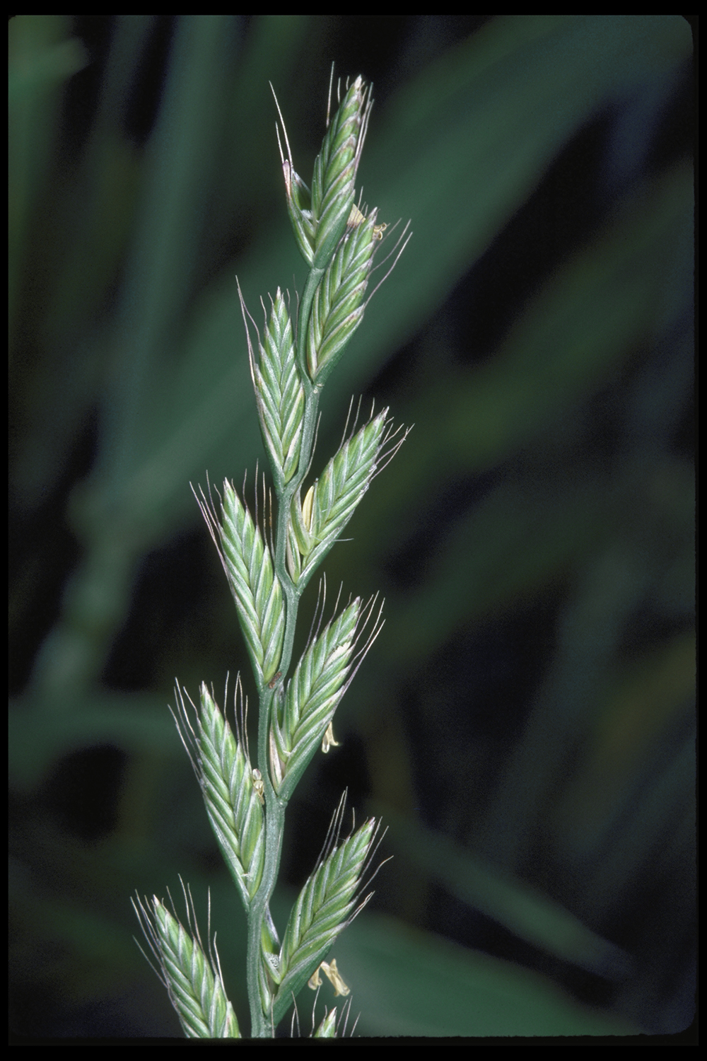 Italian Ryegrass - SARE