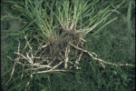 Johnsongrass - Johnson Grass, rhizome grass - SARE