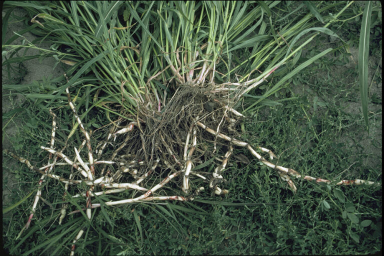 Johnsongrass - Johnson Grass, rhizome grass - SARE