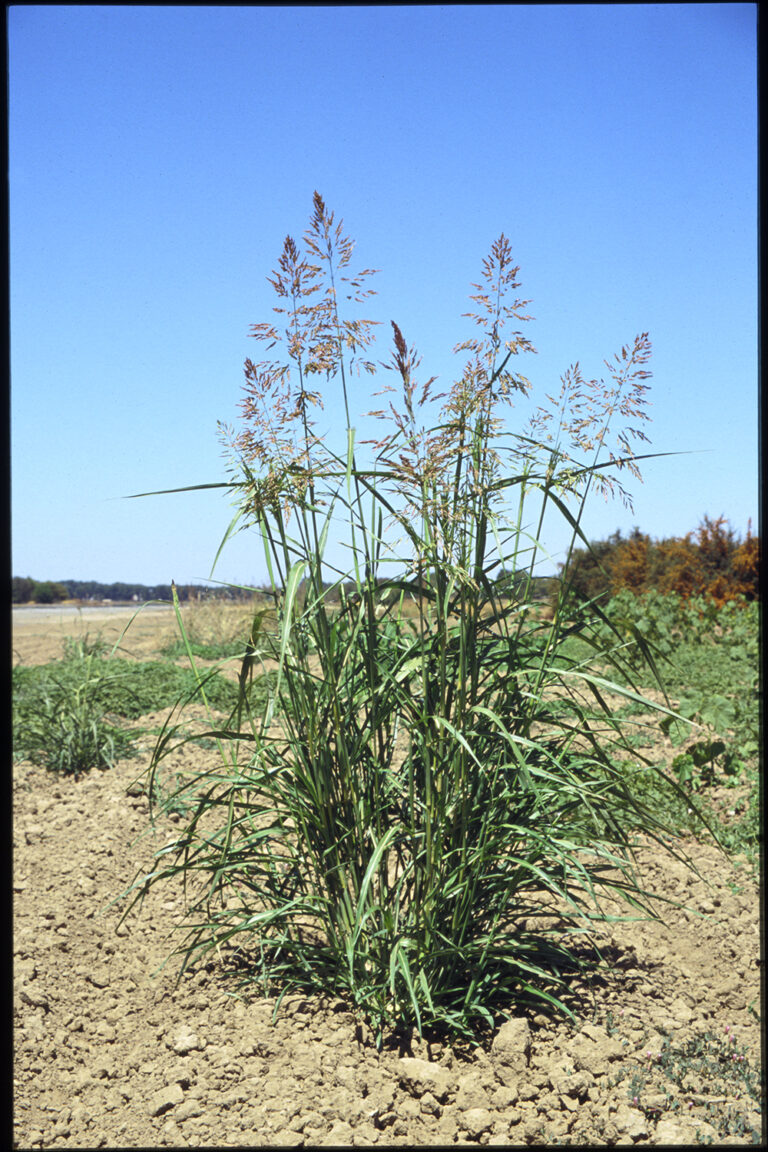 Johnsongrass - Johnson Grass, rhizome grass - SARE