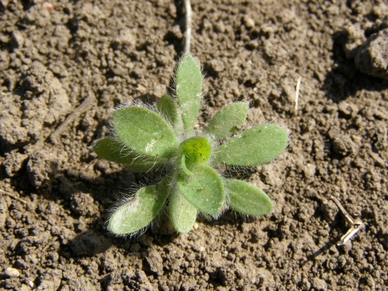 Kochia - SARE