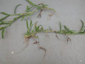 Large Crabgrass - SARE