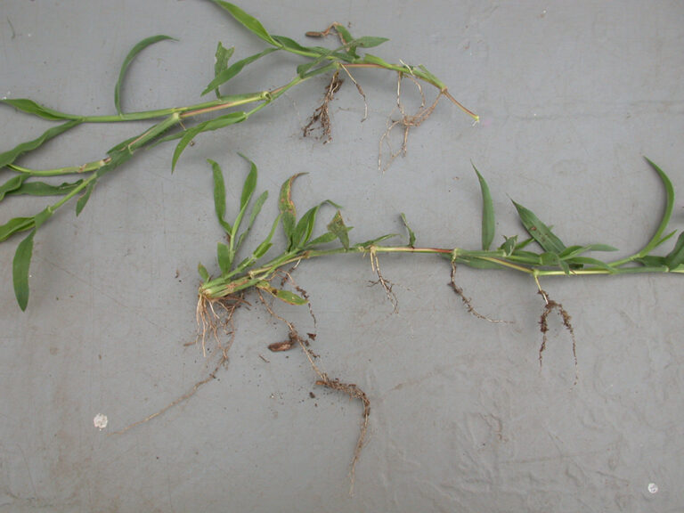 Large Crabgrass - SARE