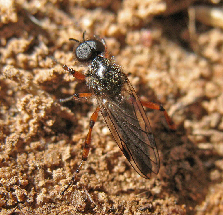 Macrofauna » Insects » Flies - SARE