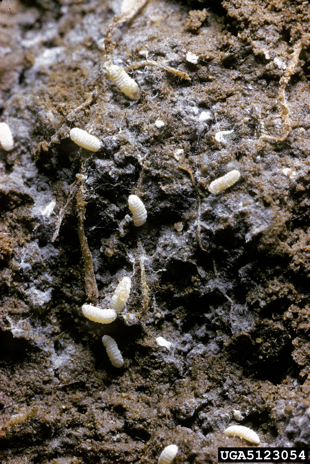 Macrofauna » Insects - SARE