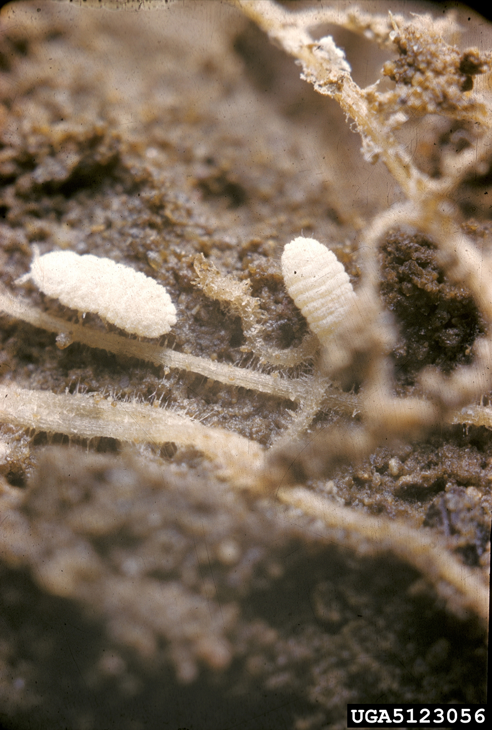 Macrofauna » Insects - SARE