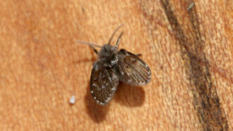 Macrofauna » Insects » Flies - SARE