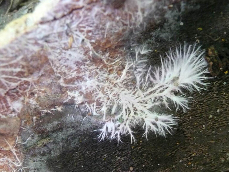 The Life in Soil - SARE