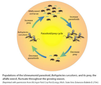 Principal Parasitoids - SARE