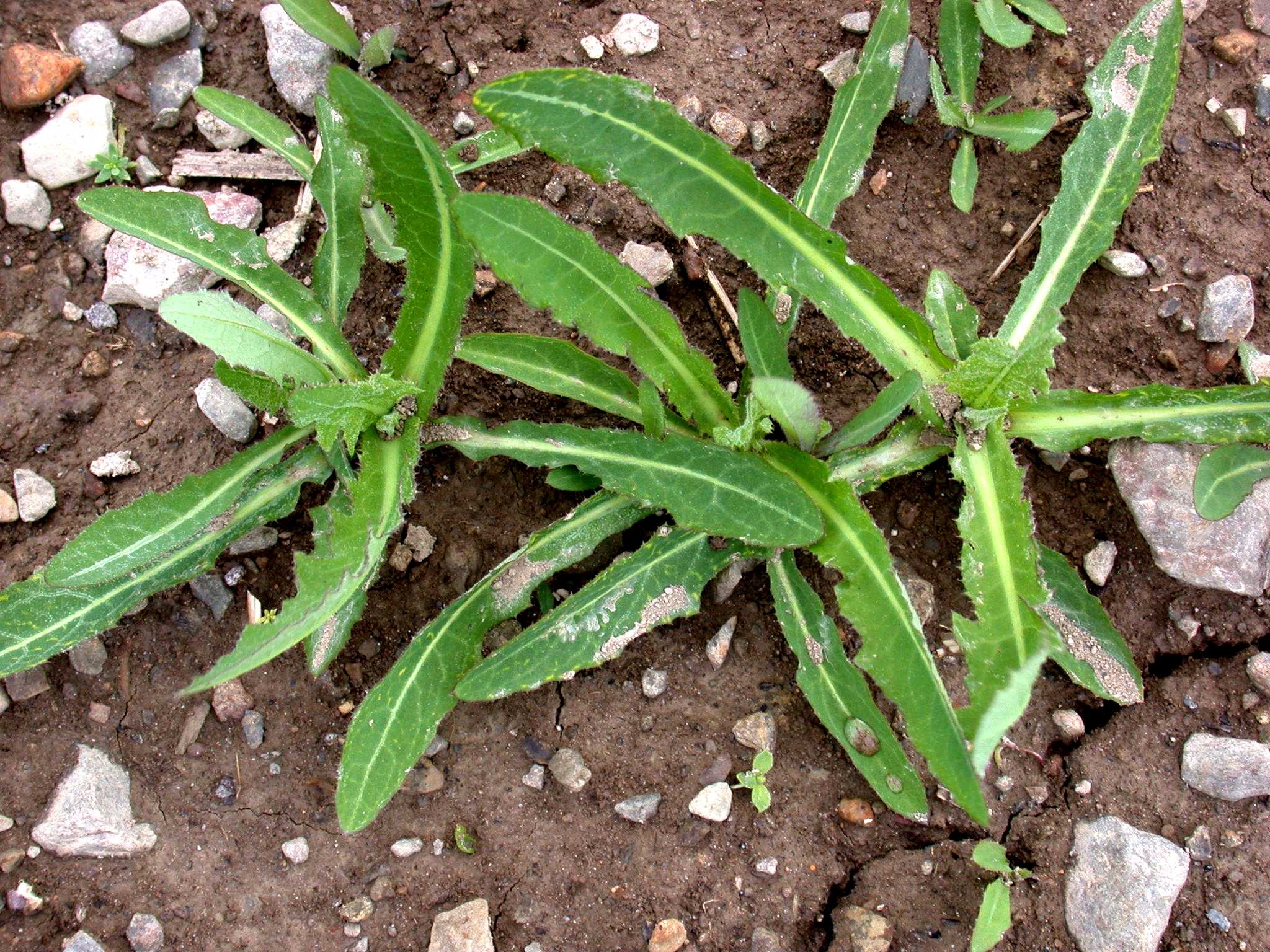 Perennial Root System