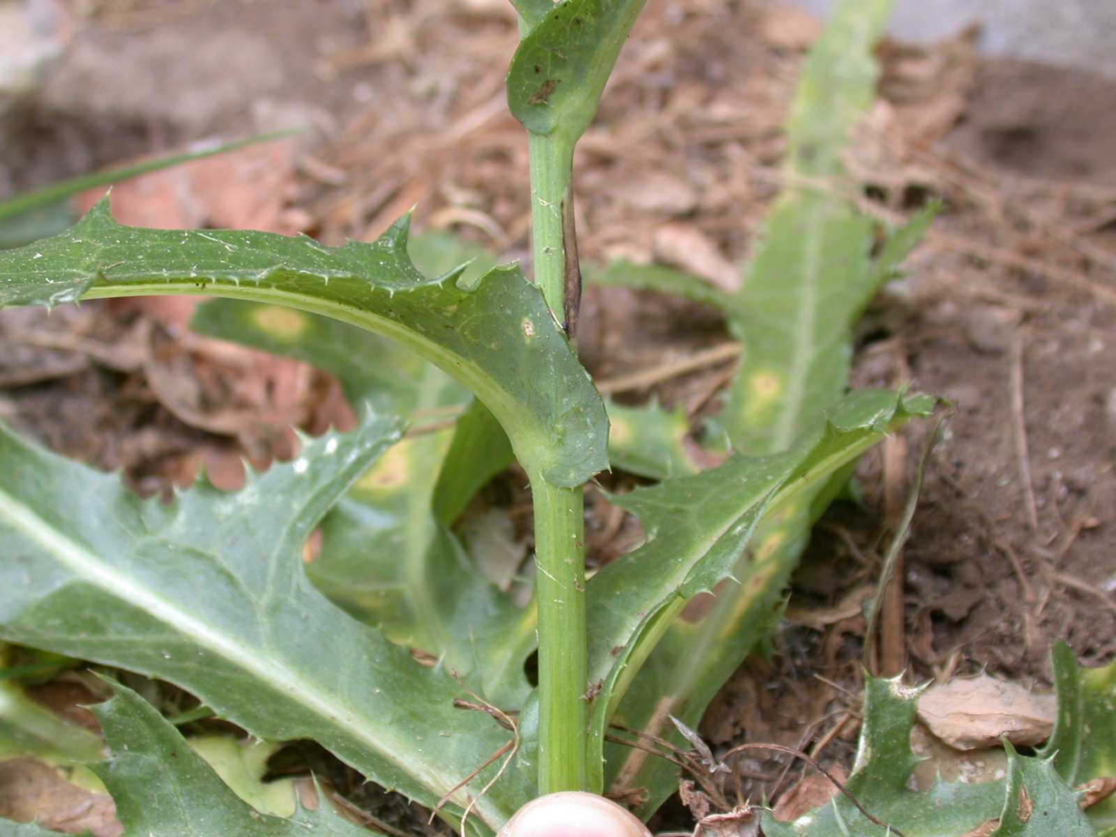 Perennial Sowthistle - SARE