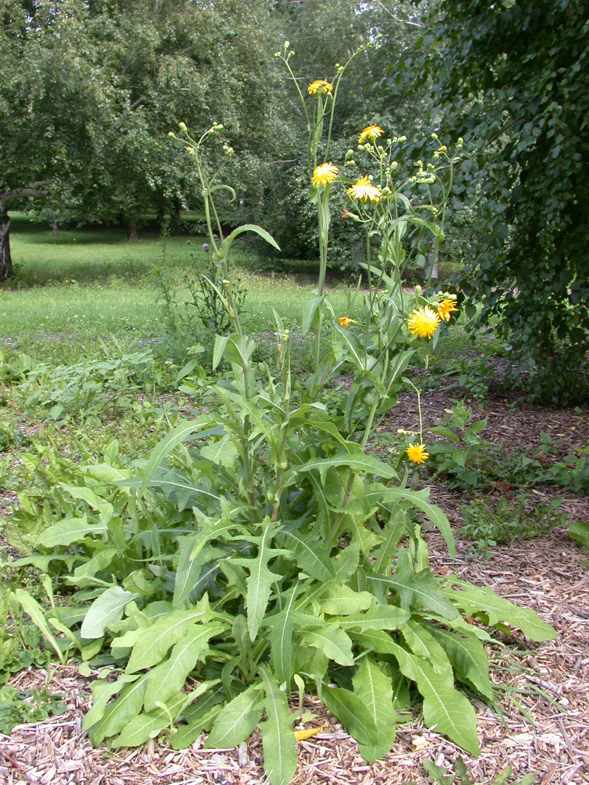 Perennial Sowthistle - SARE